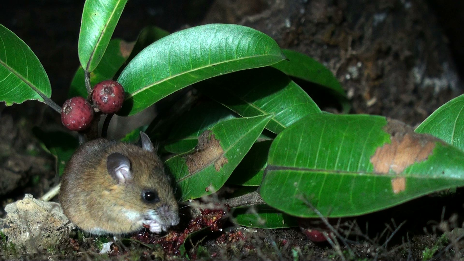 Order: Rodentia-Rodents – Mammals of Costa Rica
